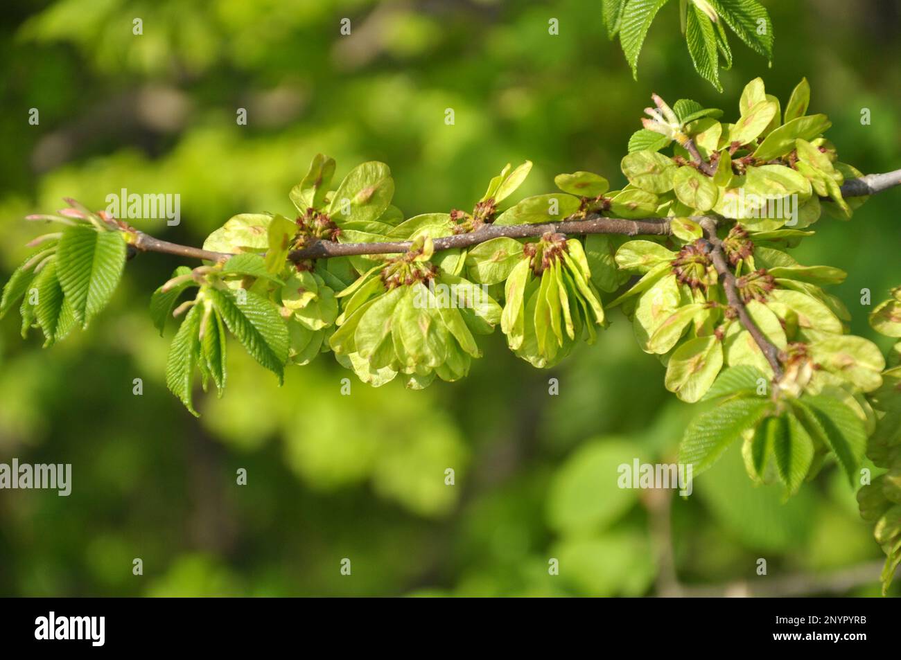 Winged elm tree hi-res stock photography and images - Alamy