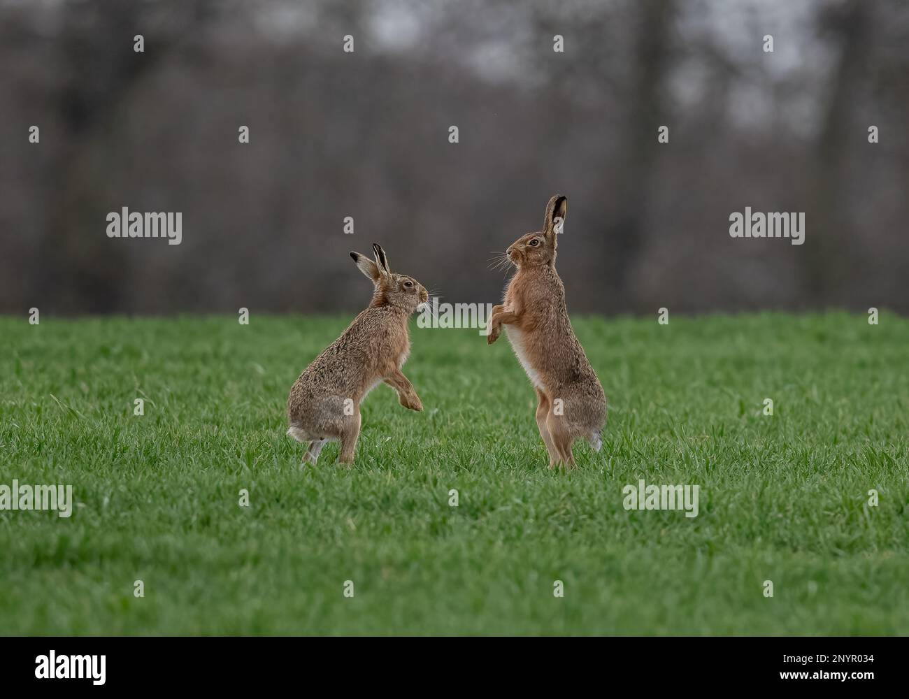 Mad March Hares. Brown Hares ( Lepus europaeus) exhibiting boxing and ...