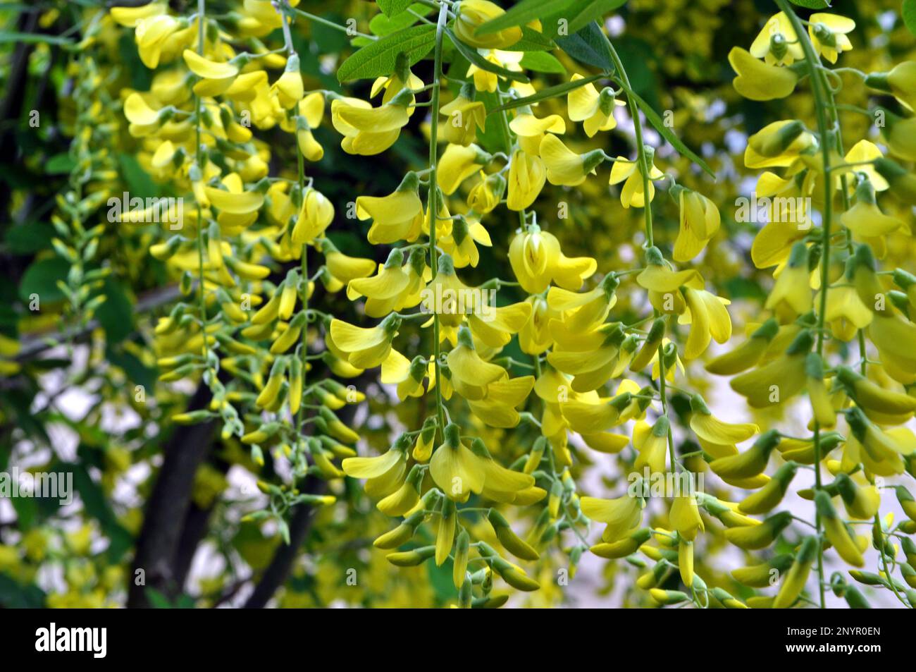 In spring, an ornamental laburnum bush blooms in nature Stock Photo - Alamy
