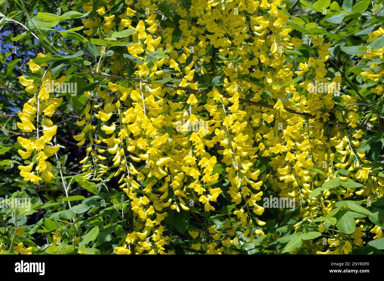 Chain hanging flower hi-res stock photography and images - Alamy