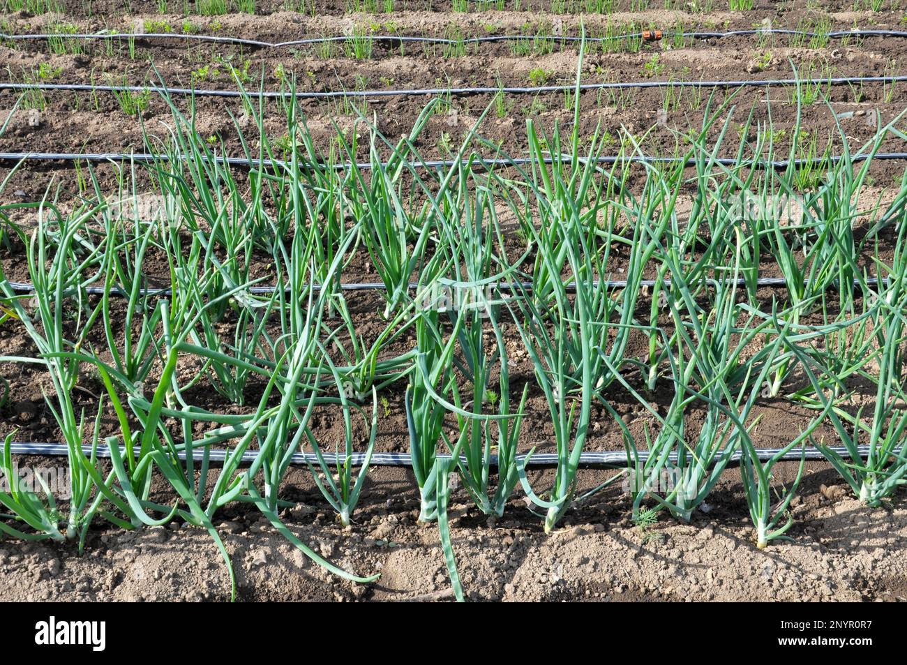 Drip irrigation is used to grow onions in open organic soil Stock Photo ...