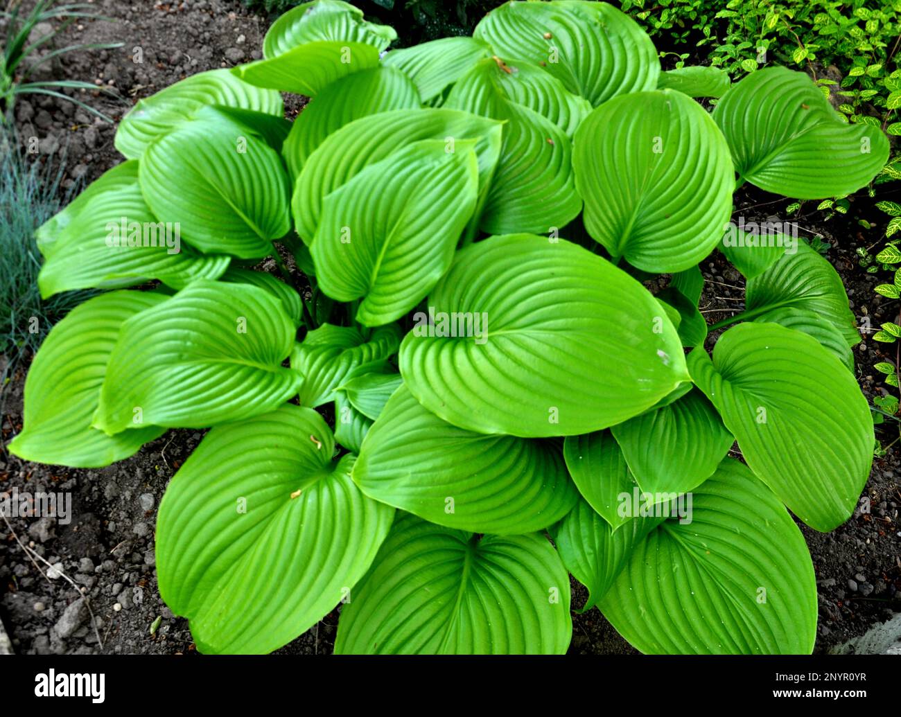 In the spring the hosta grows in the garden Stock Photo - Alamy