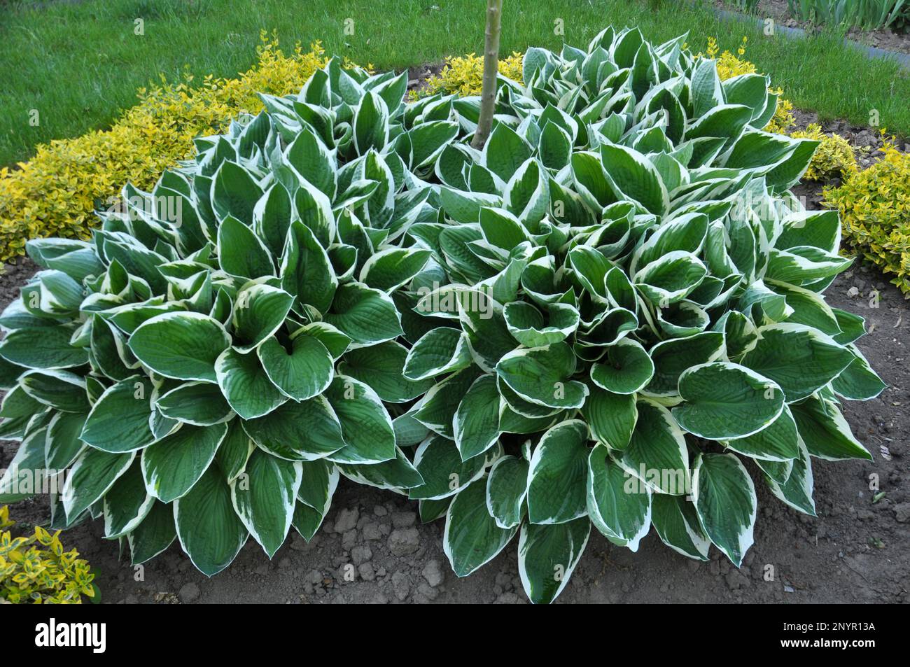 In the spring the hosta grows in the garden Stock Photo - Alamy