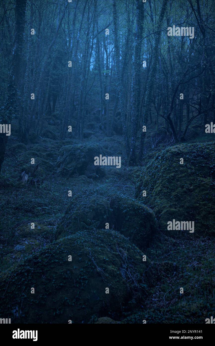 Dark and mysterious woods at dusk or dawn Stock Photo - Alamy