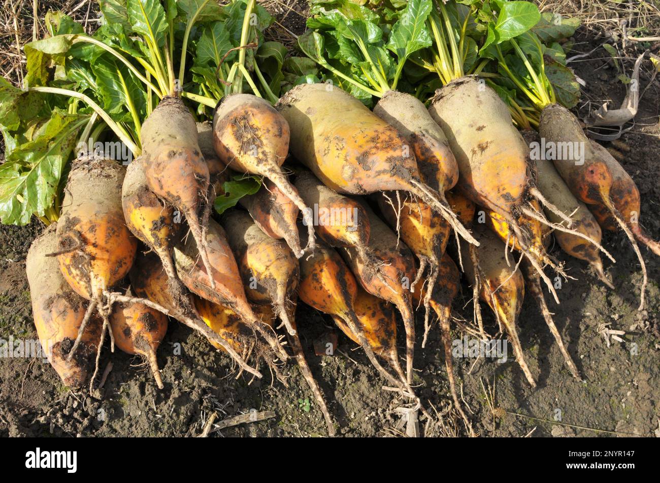 Fodder crops hi-res stock photography and images - Alamy
