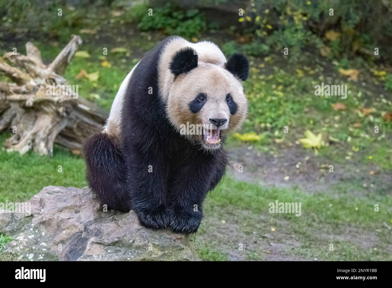 Giant panda standing hi-res stock photography and images - Alamy