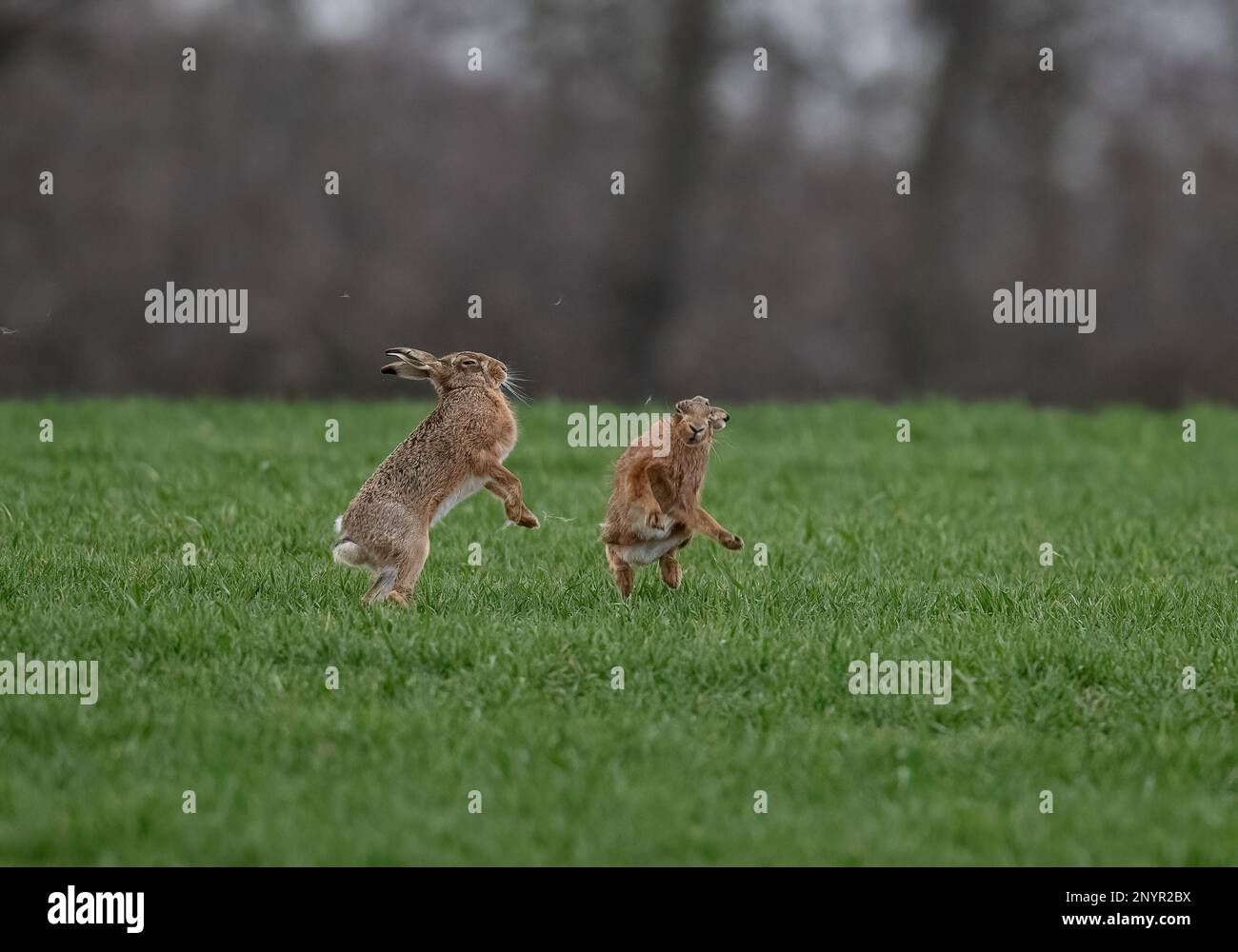 Mad March Hares. Brown Hares ( Lepus europaeus) exhibiting boxing and ...