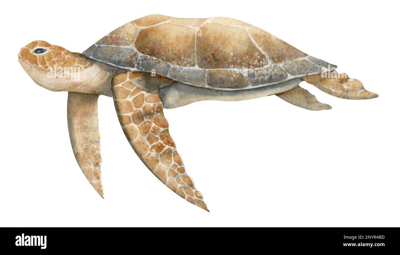 Watercolor hand drawn Sea Turtle on isolated background in beige and ...