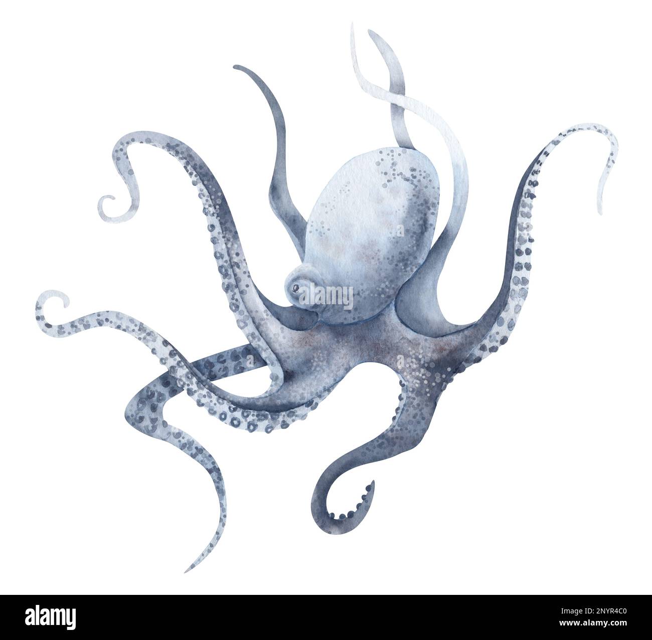 Watercolor Octopus in pastel blue colors on isolated background. Hand ...