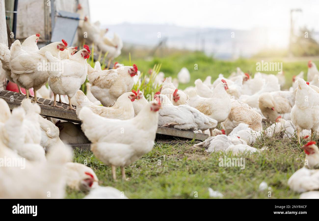Chicken, farm and animals for agriculture production, nature or food ...