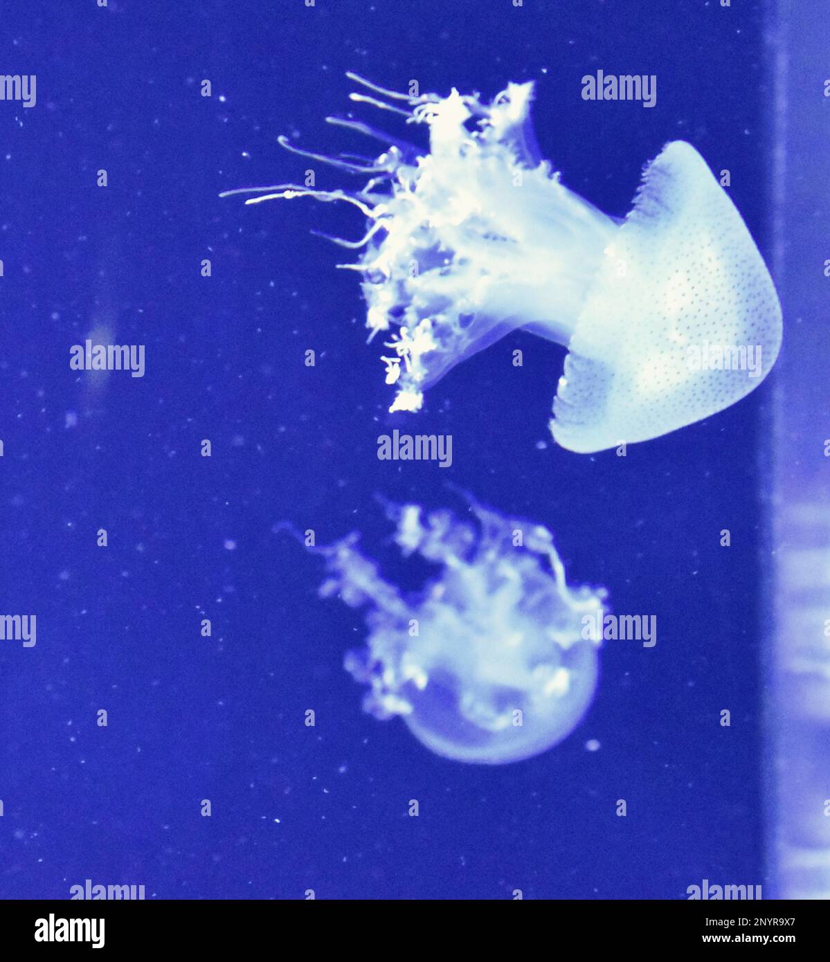 Jellyfish known as Acromitus maculosus is on display at the Kamo ...