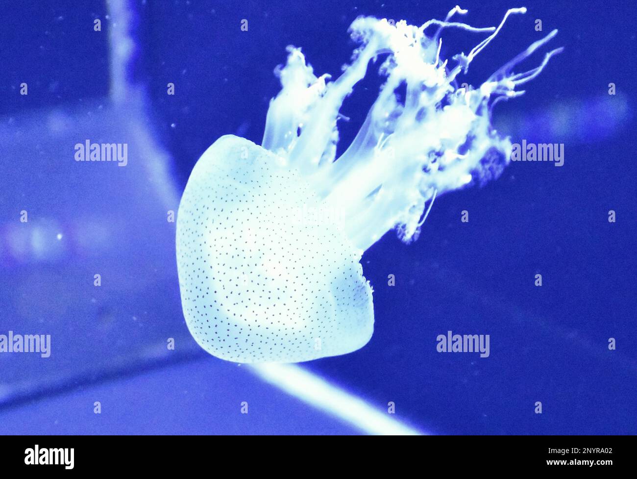 Jellyfish known as Acromitus maculosus is on display at the Kamo ...