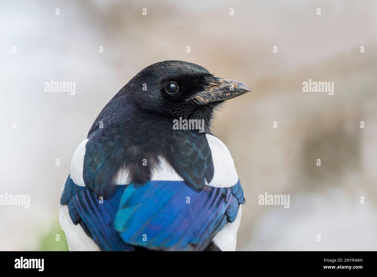 Detailed close up of a wild, UK magpie bird (Pica pica) looking ...