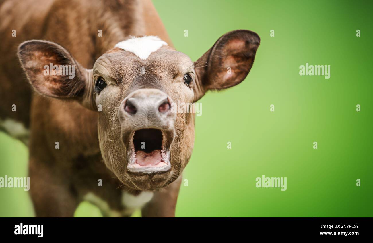 Animal surprise hi-res stock photography and images - Alamy