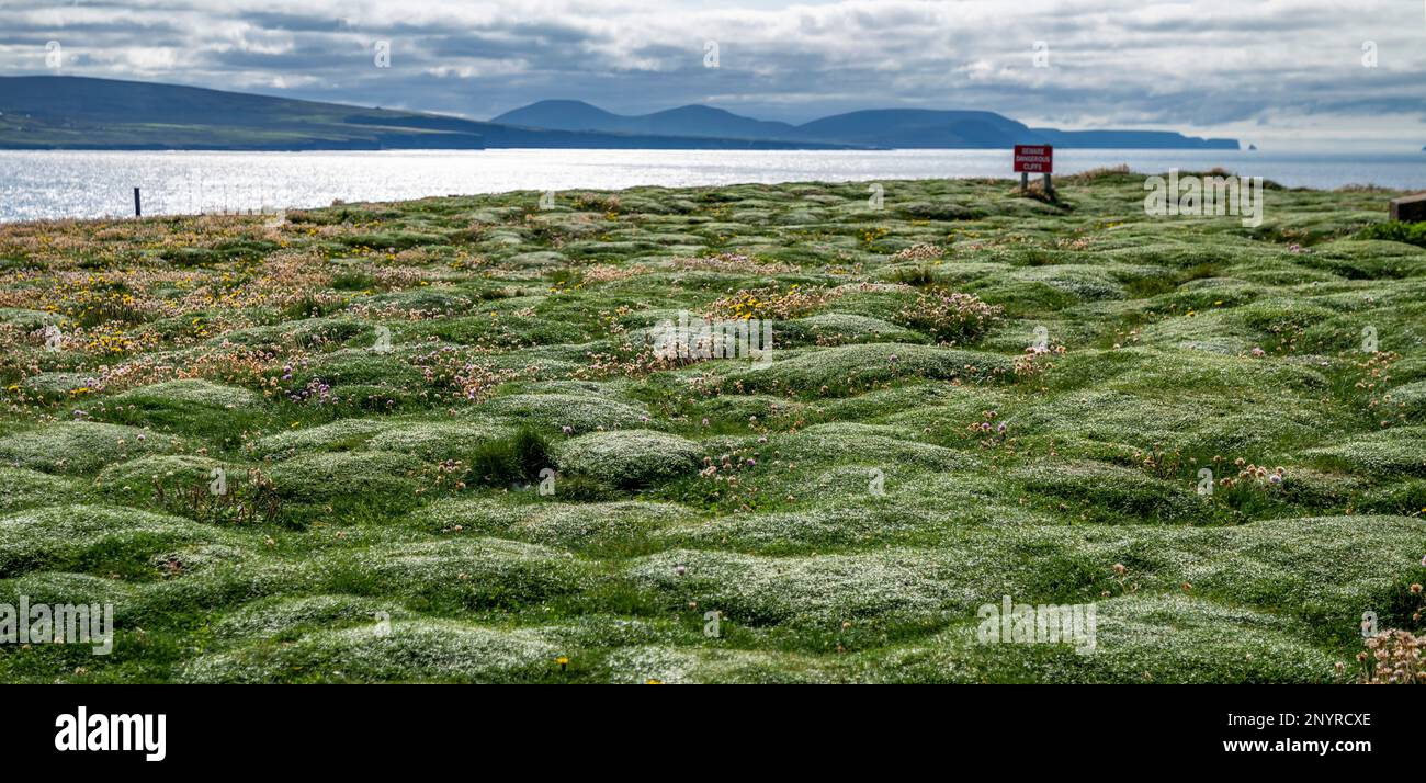 Beautiful bumpy grass at Downpatrick Head In County Mayo - Ireland ...