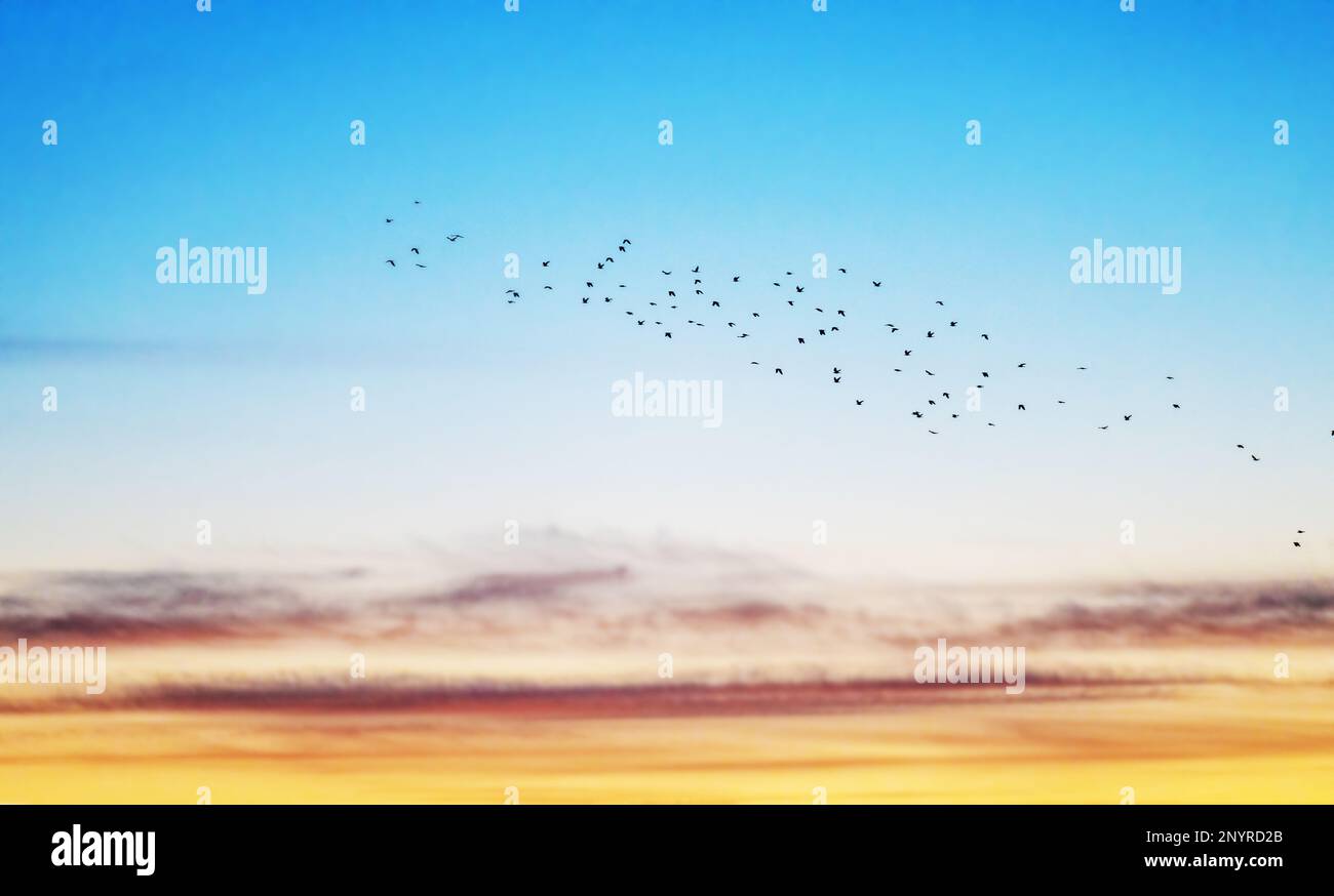 Silhouette of birds flying at amazing sunset sky bsckground Stock Photo ...