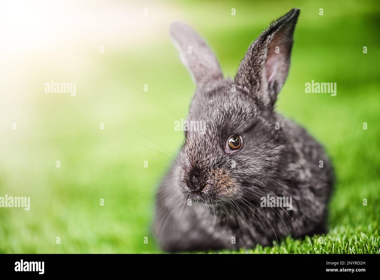 Cute Grey rabbit sitting on a green grass nature background Stock Photo ...