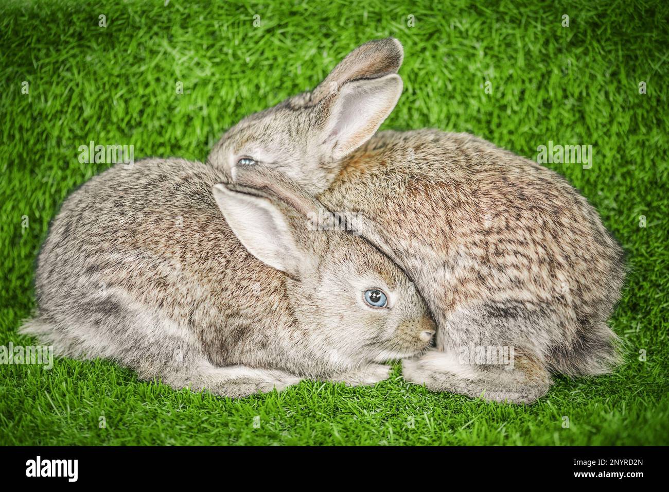Two little rabbits eating hi-res stock photography and images - Alamy