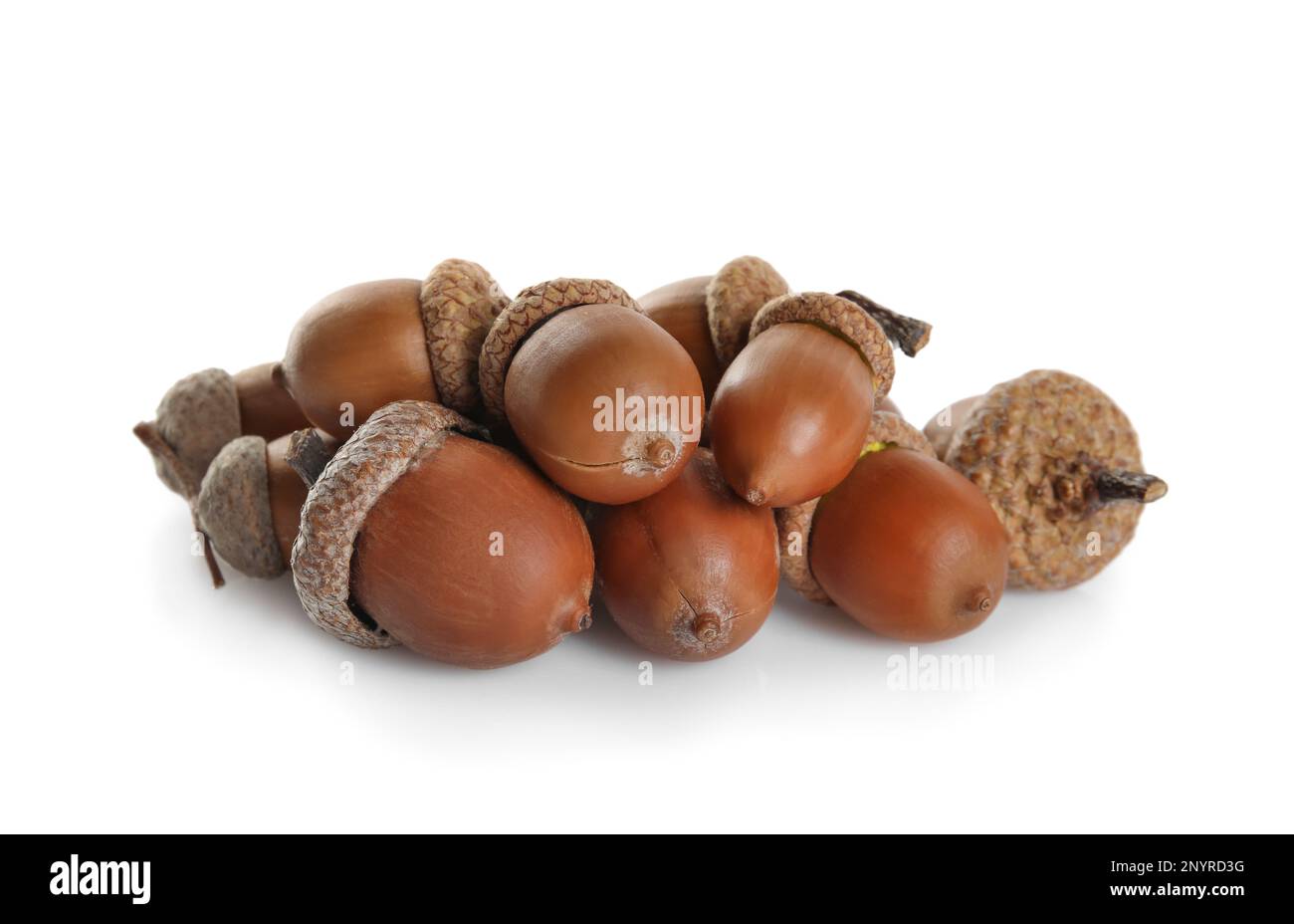 Many brown acorns on hi-res stock photography and images - Alamy