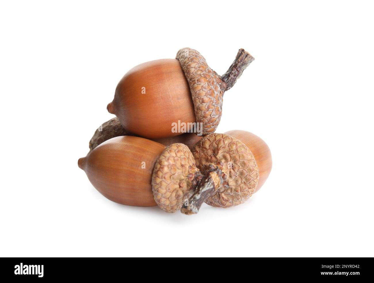Many beautiful brown acorns on white background Stock Photo - Alamy