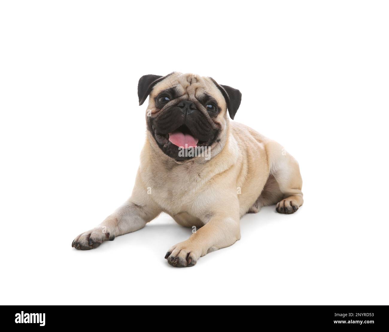 Funny pug lying on Cut Out Stock Images & Pictures - Alamy
