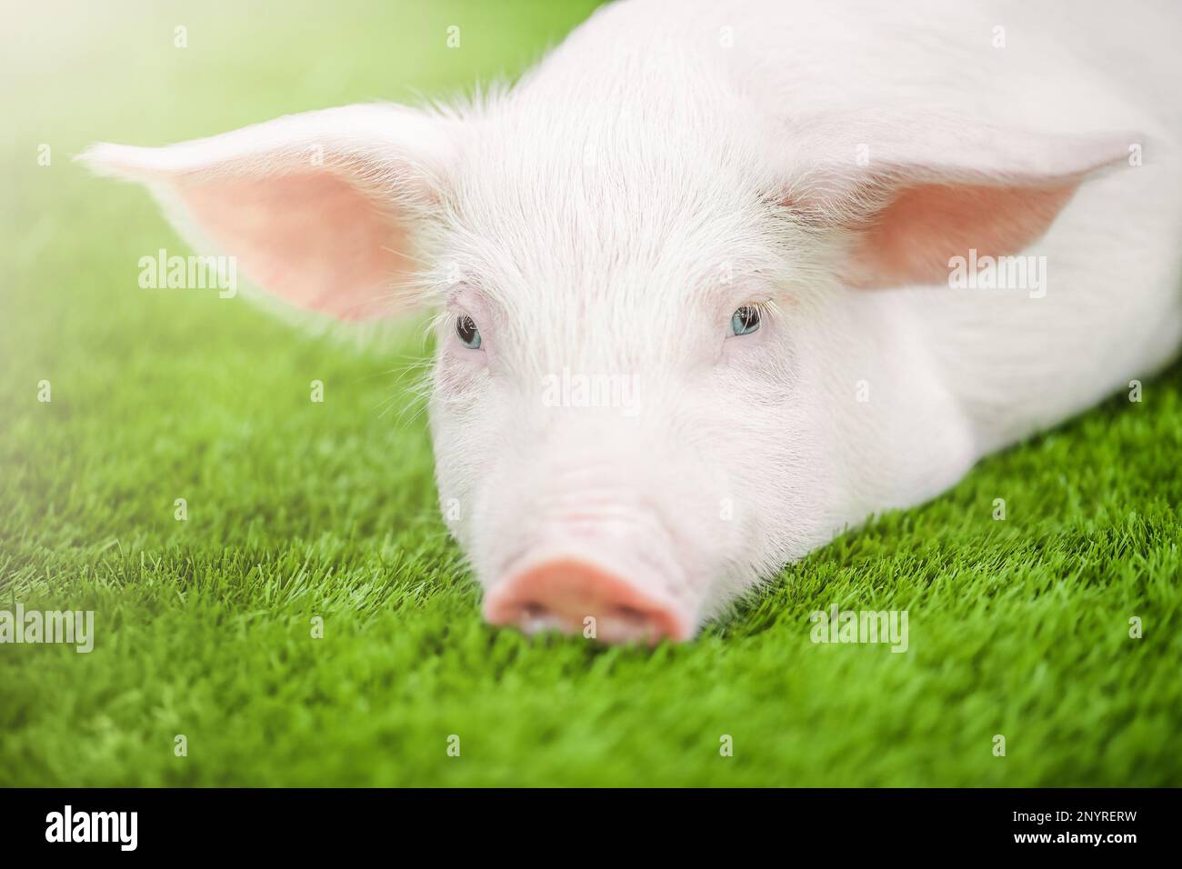 Cute young pig is lying on the green grass Stock Photo - Alamy