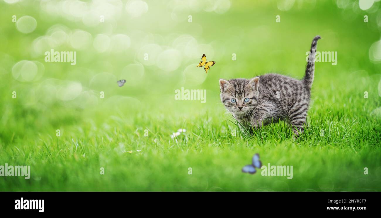Hunting butterflies hi-res stock photography and images - Alamy