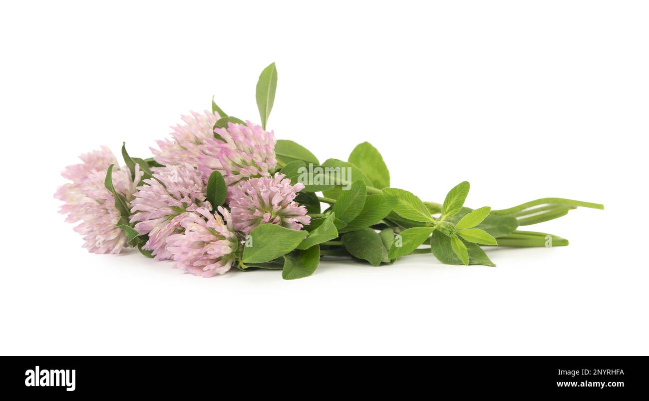 Beautiful blooming clover flowers hi-res stock photography and images ...
