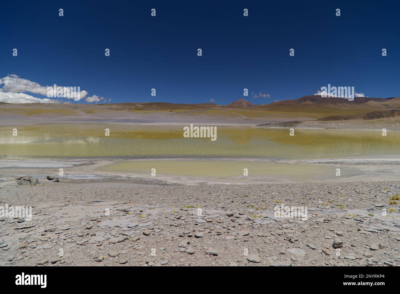 View of the Laguna Grande in the Puna Argentina Stock Photo - Alamy