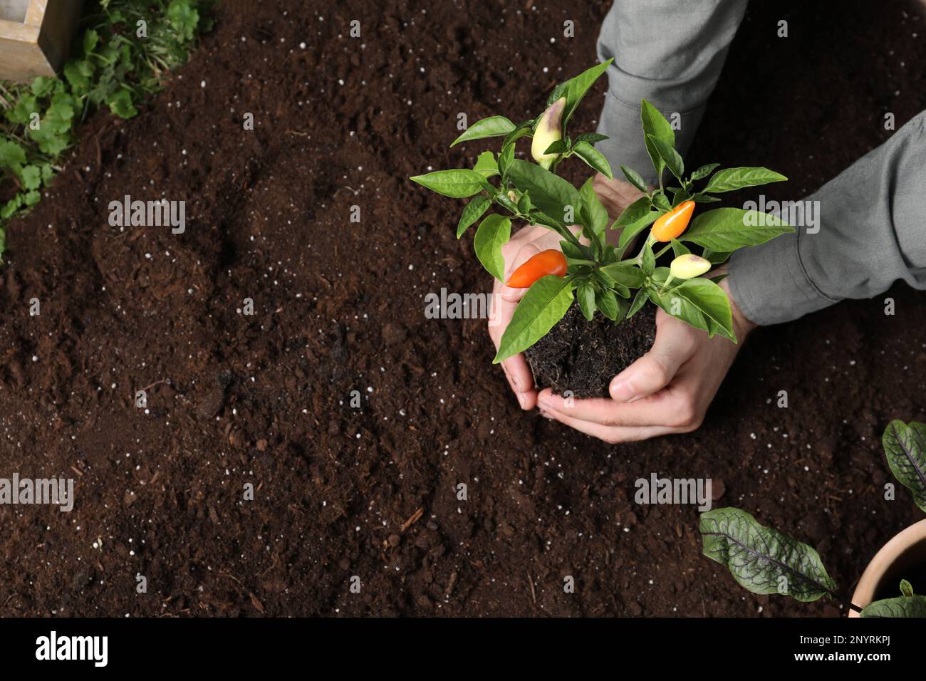 Man transplanting pepper plant into soil, top view. Space for text ...