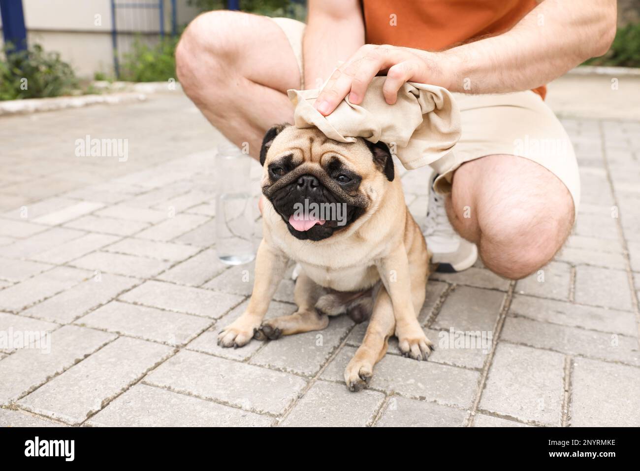 Owner helping his pug dog on street in hot day, closeup. Heat stroke ...