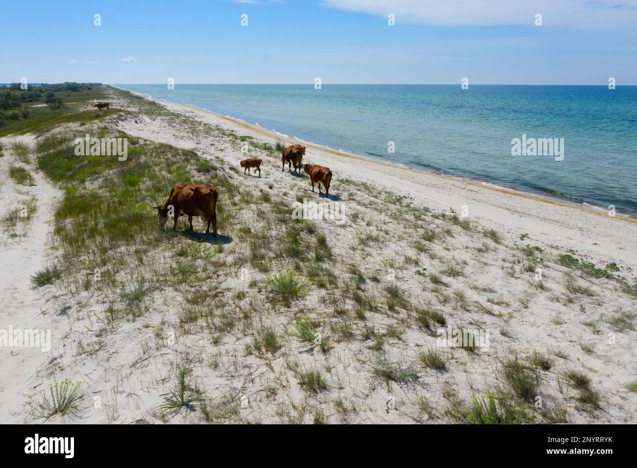 Cattle on sandy shore hi-res stock photography and images - Alamy