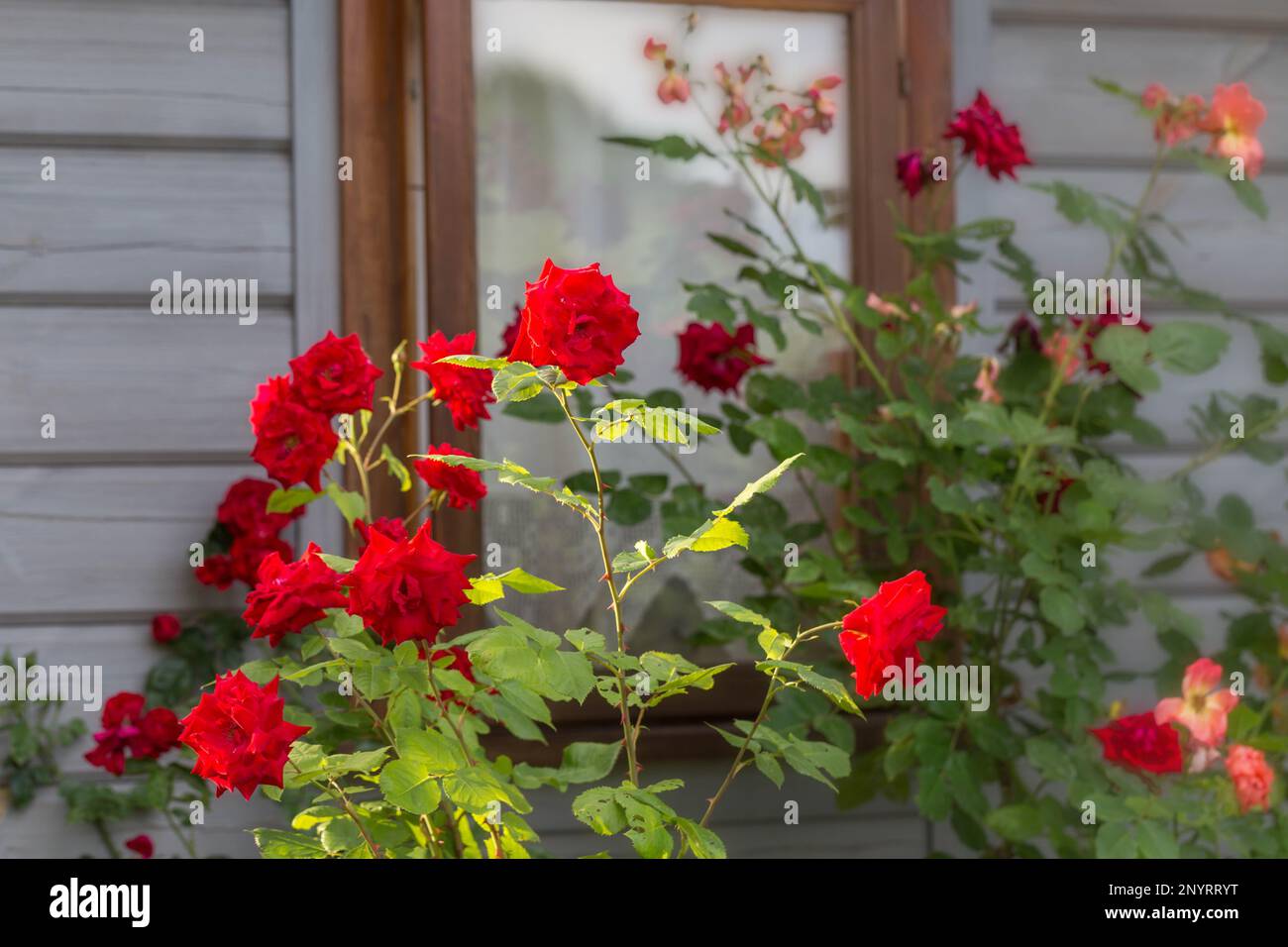 Climbing red and orange roses bloom in the garden near the window of ...