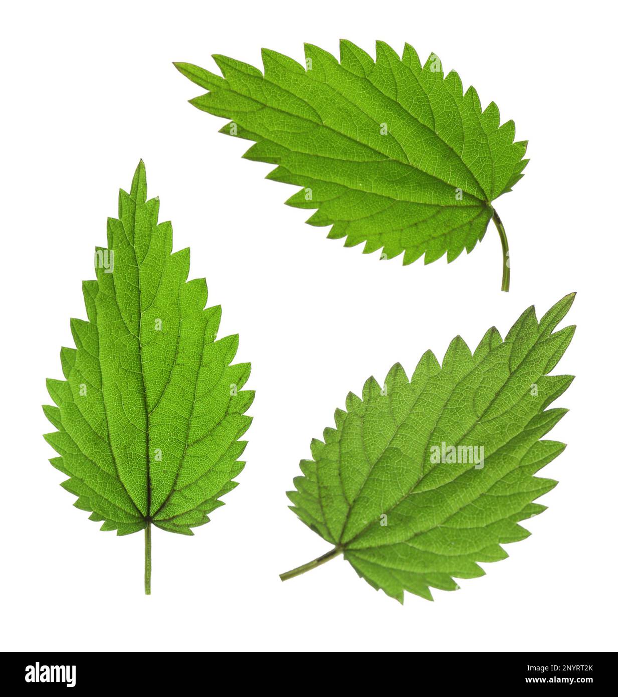 Botany urticaceae stinging Cut Out Stock Images & Pictures - Alamy