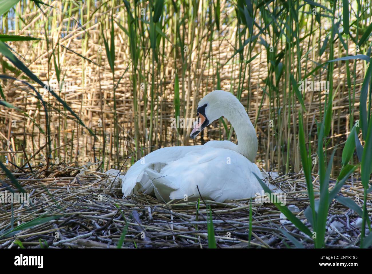 Breeding swan in nest, Märkisch-Oder Land, little Stienitz lake (Kleiner Stienitzsee), federal ...