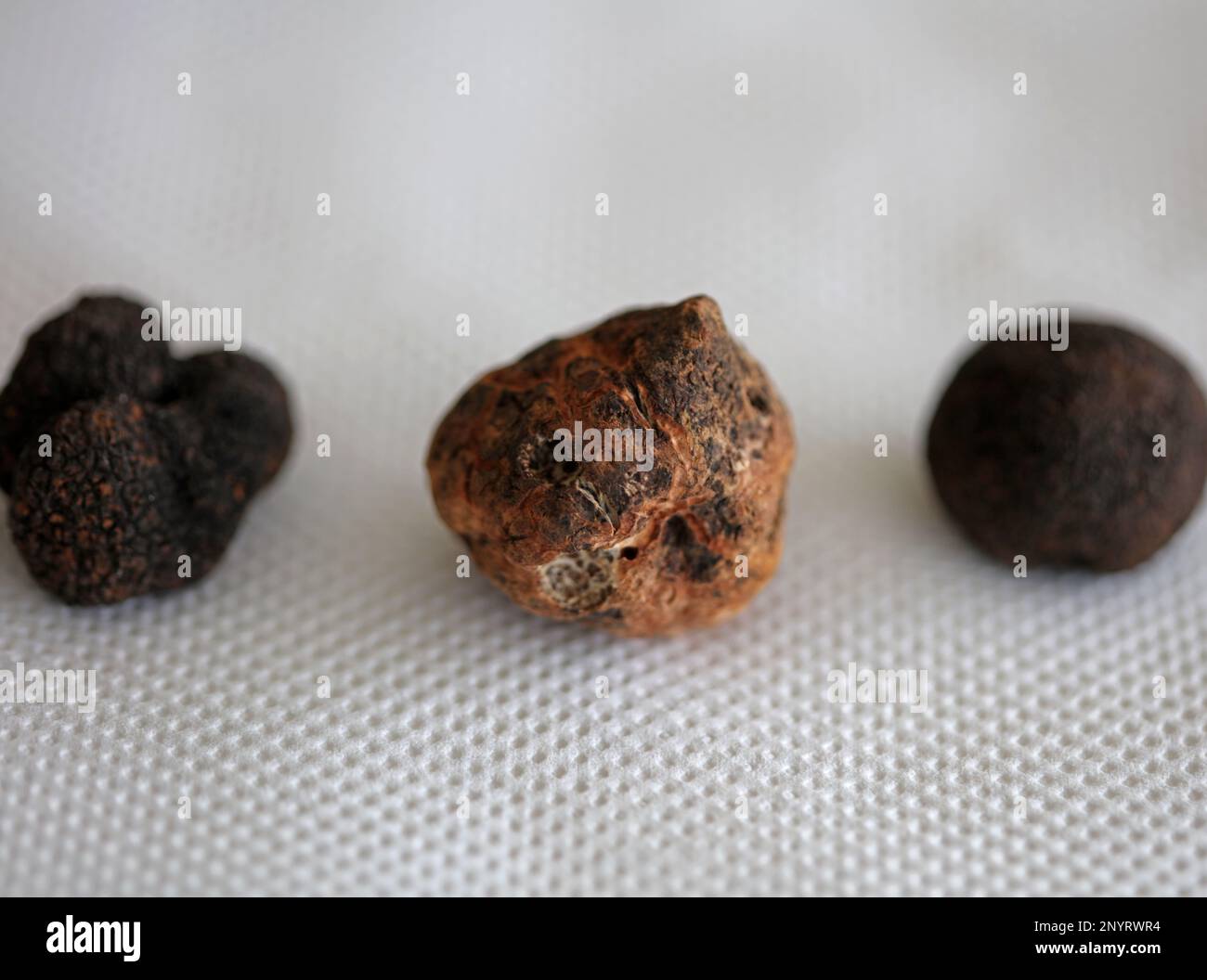 White and black truffles mushroom close up background botanical prints ...