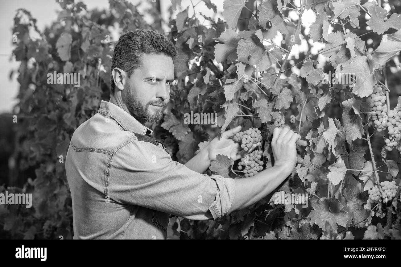 professional winegrower on grape farm. serious man harvester on summer ...