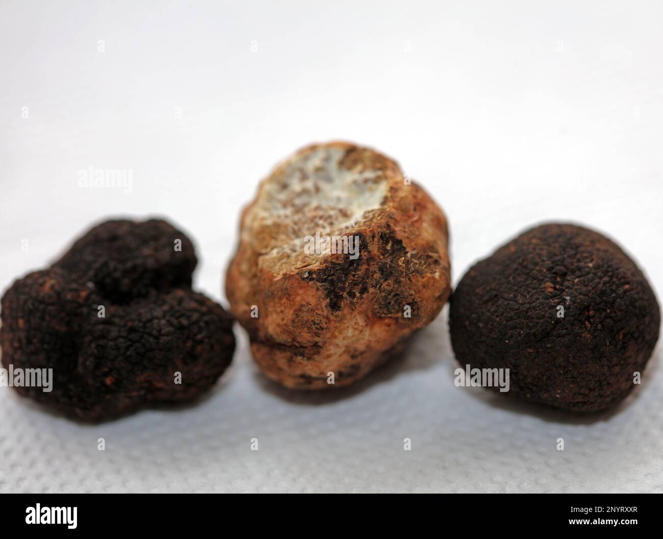White and black truffles mushroom close up background botanical prints ...