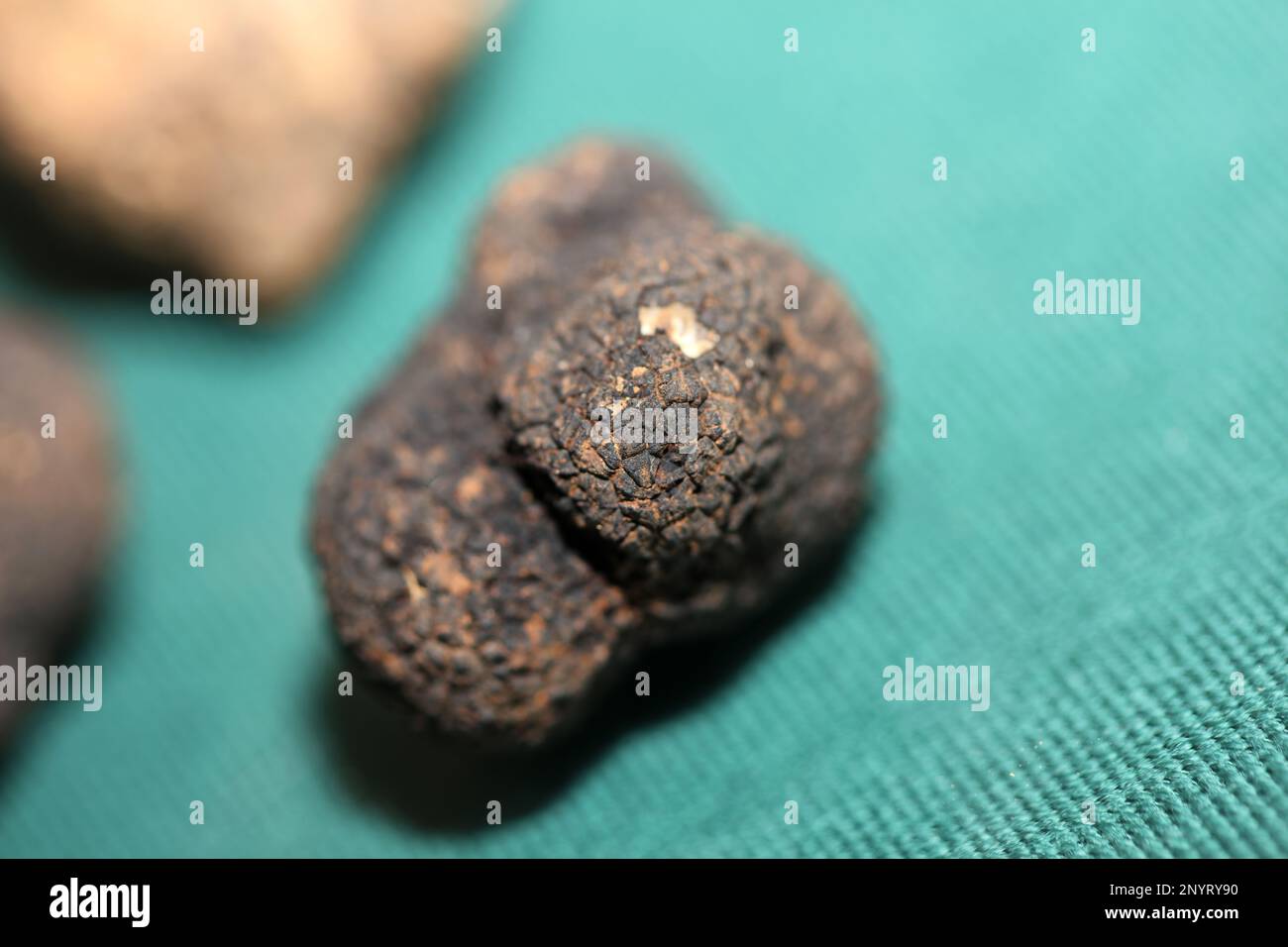 White and black truffles mushroom close up background botanical prints ...
