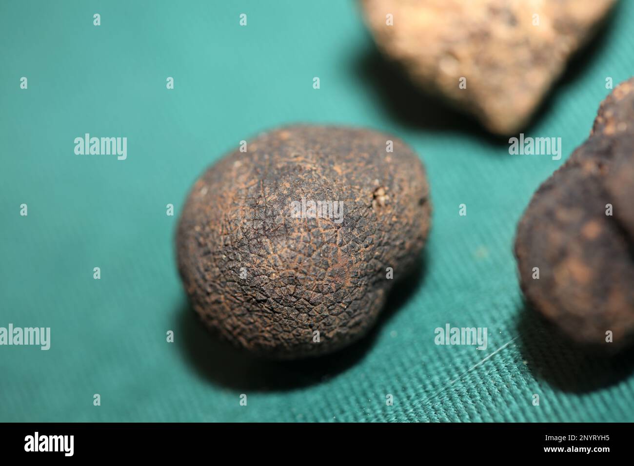 White and black truffles mushroom close up background botanical prints ...