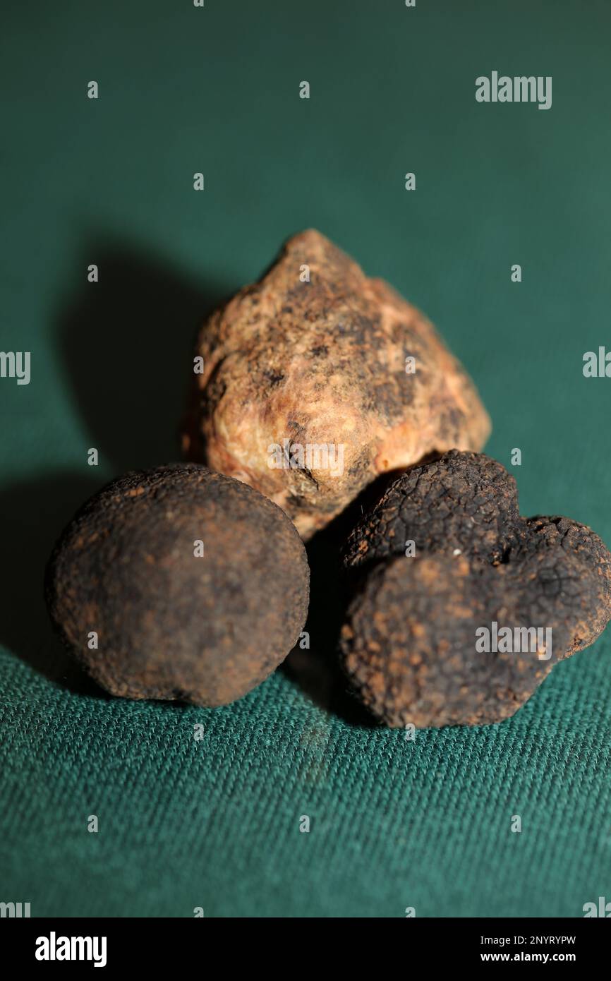 White and black truffles mushroom close up background botanical prints ...