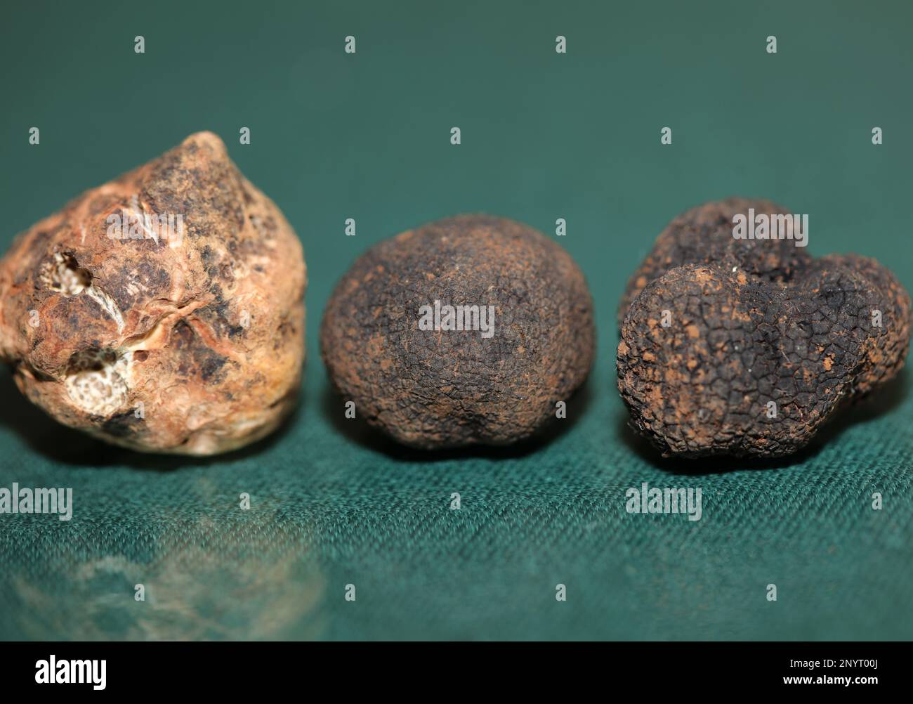 White and black truffles mushroom close up background botanical prints ...