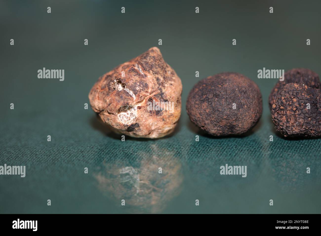 White and black truffles mushroom close up background botanical prints ...