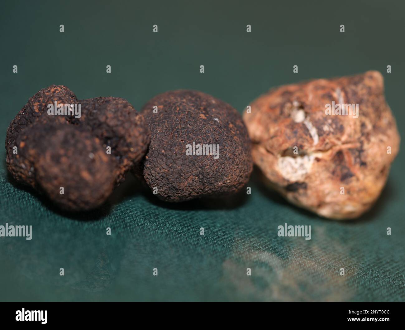 White and black truffles mushroom close up background botanical prints ...