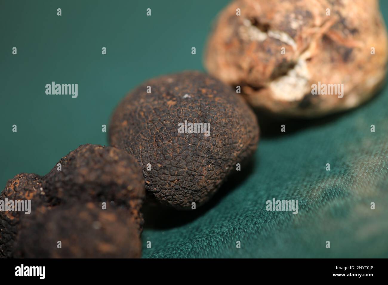 White and black truffles mushroom close up background botanical prints ...