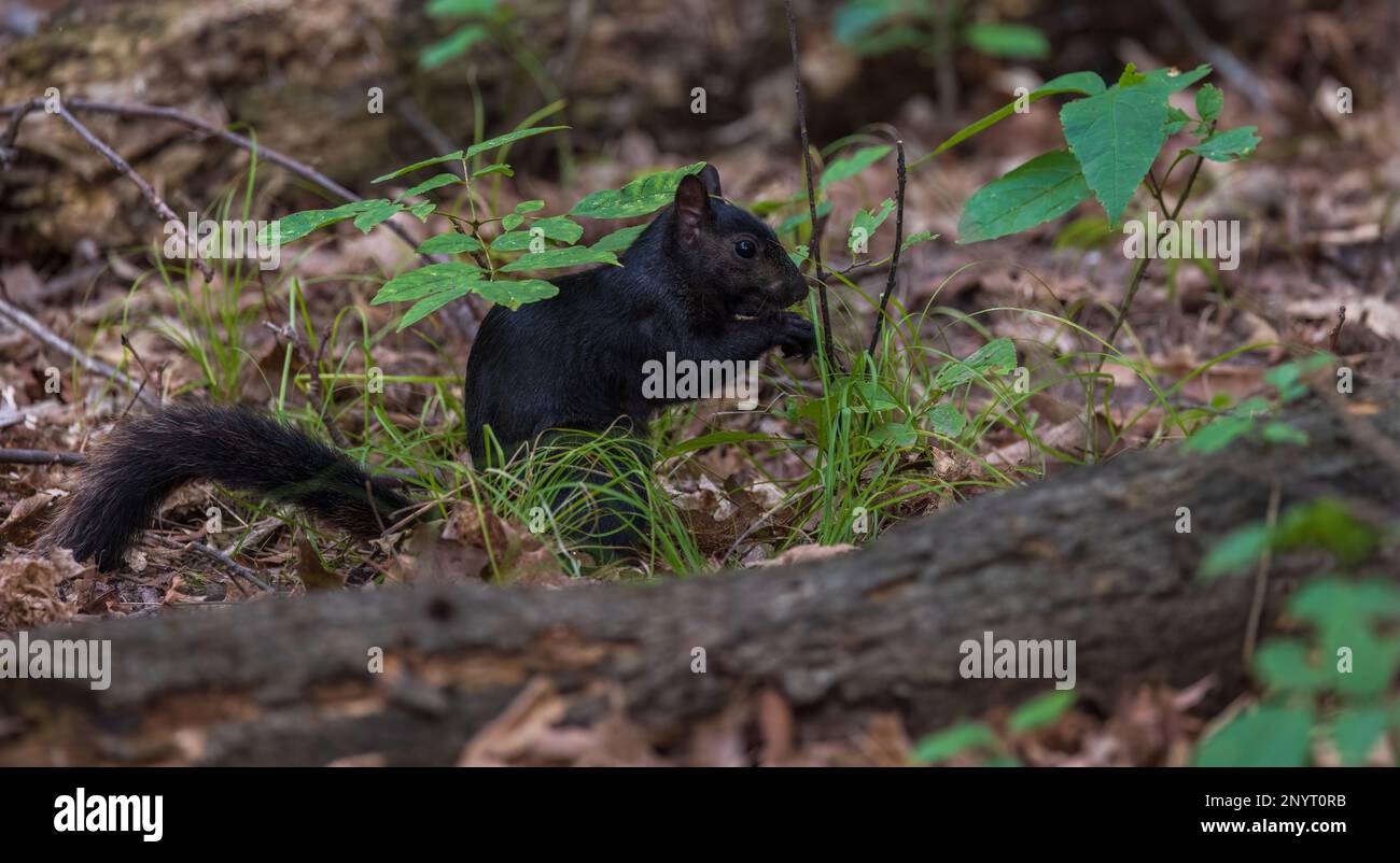 Eastern gray squirrel (black morph) in northern Wisconsin Stock Photo ...