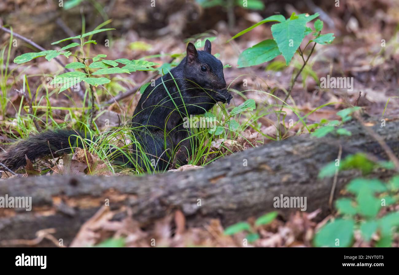 Eastern gray squirrel (black morph) in northern Wisconsin Stock Photo - Alamy