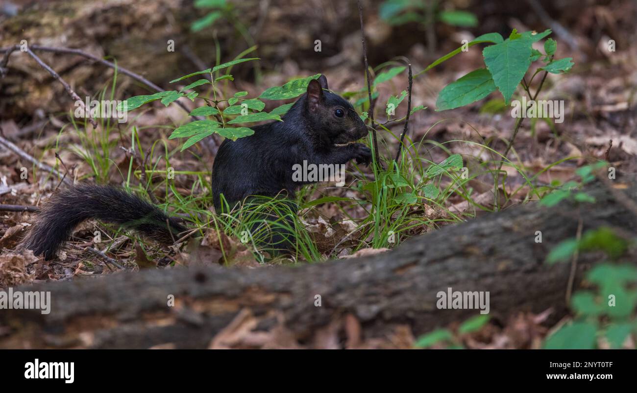Eastern gray squirrel (black morph) in northern Wisconsin Stock Photo - Alamy