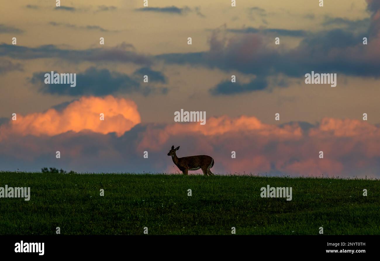 White-tailed doe as the sun is setting in northern Wisconsin Stock ...
