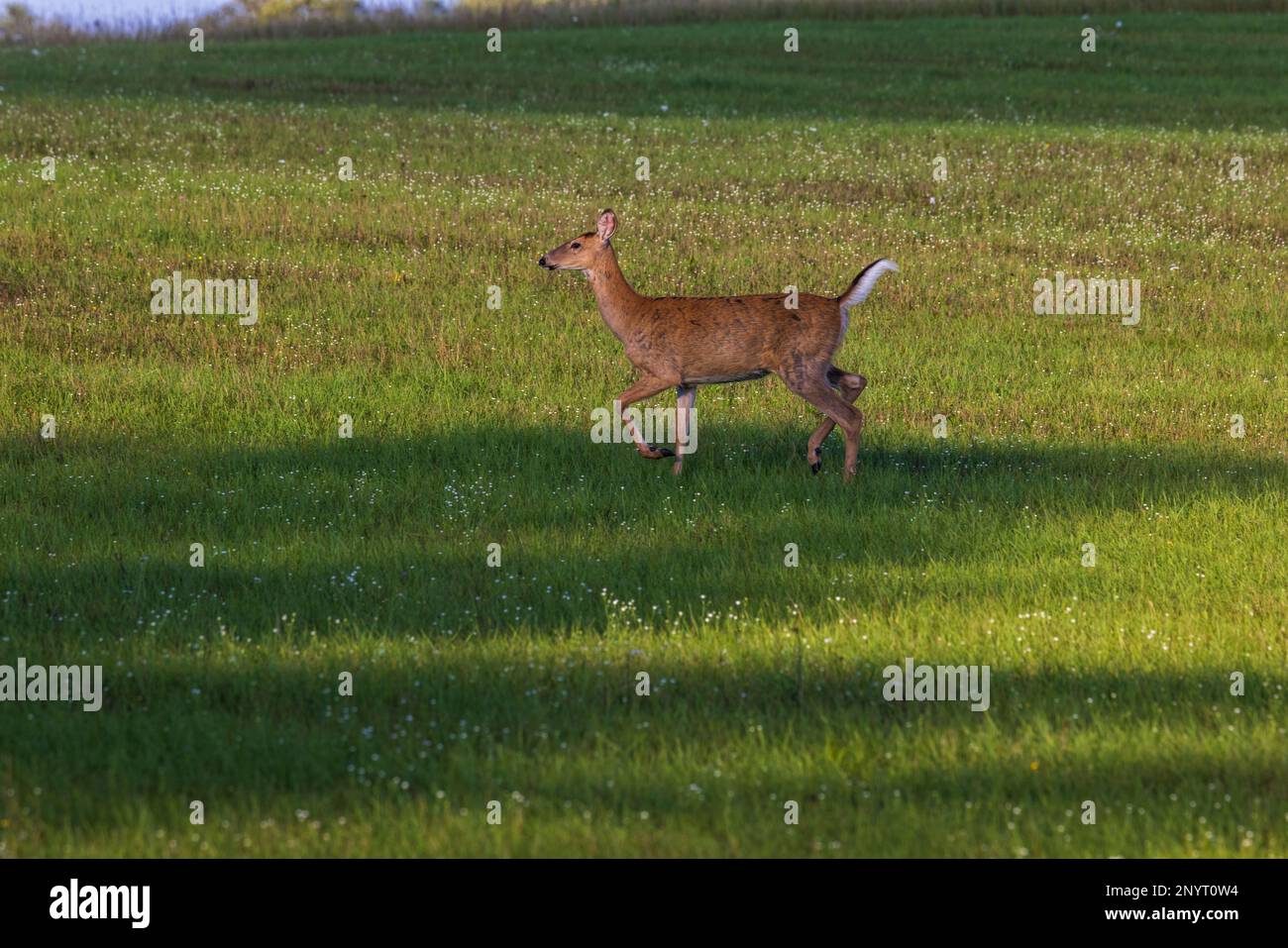 White-tailed doe running in a northern Wisconsin field Stock Photo - Alamy
